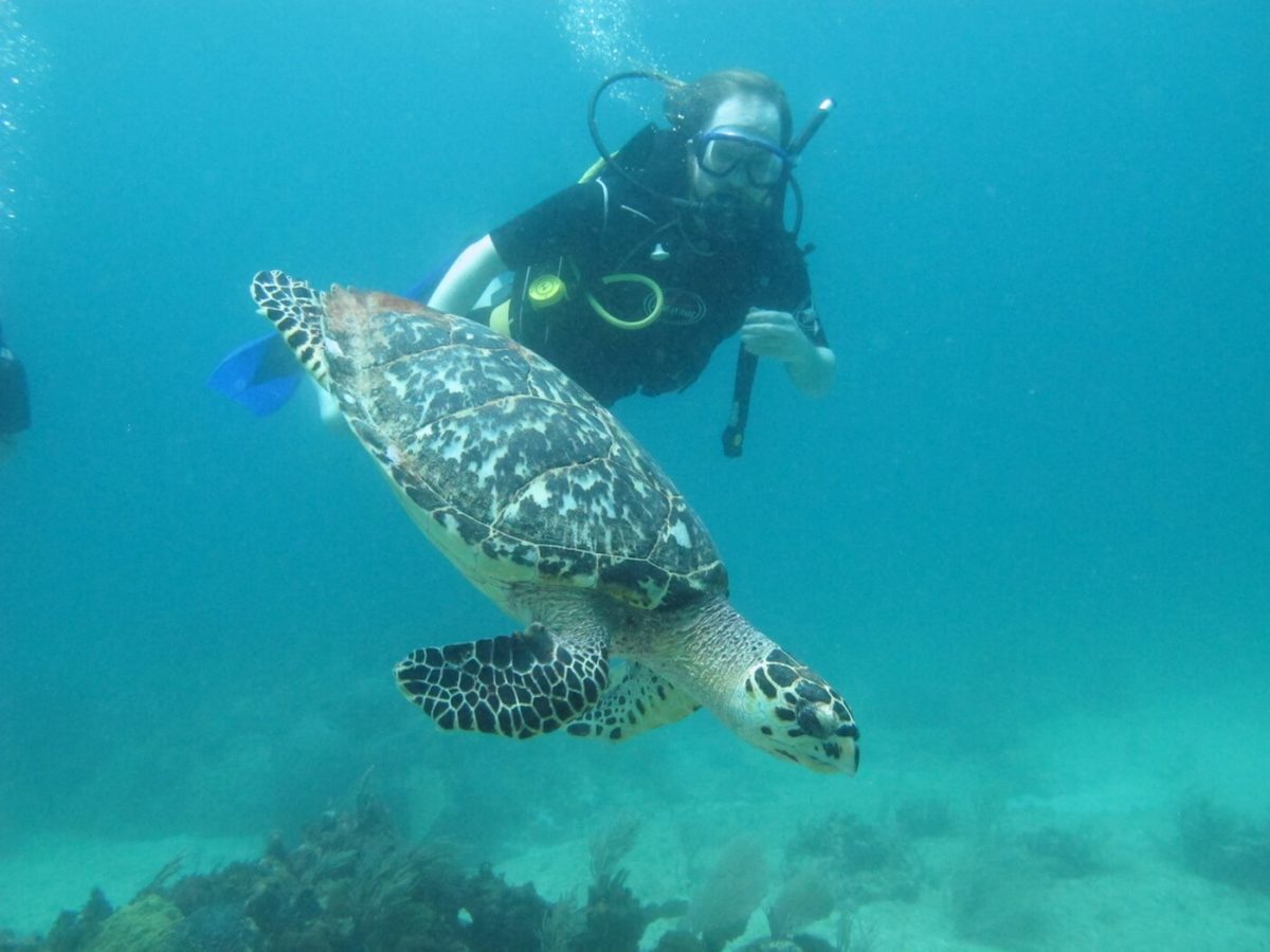 Scuba dive with sea turtles in Isla Mujeres! - Carey Dive Center